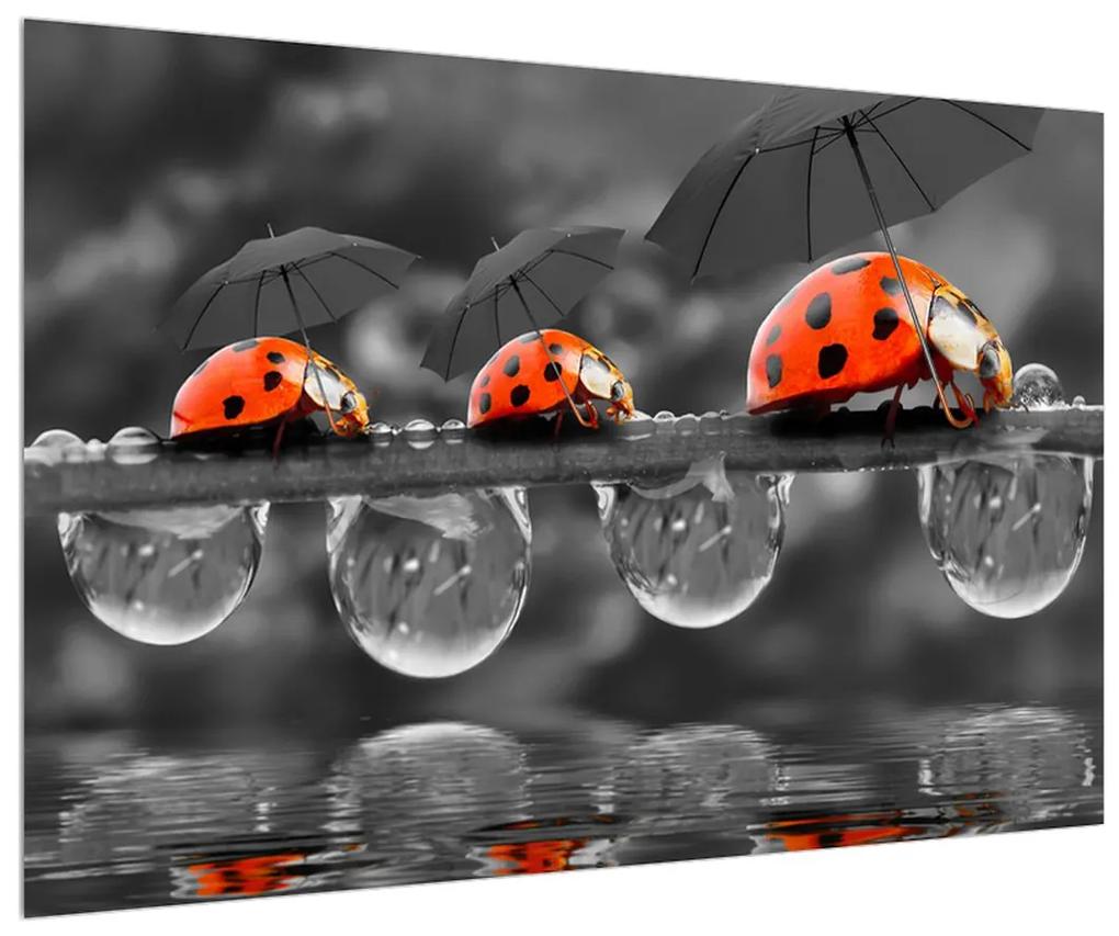 Obraz slunéček sedmitečných s deštníky (90x60 cm)