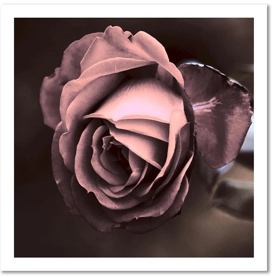 Obraz na plátně, Krásný růžový květ růže - 60x60 cm