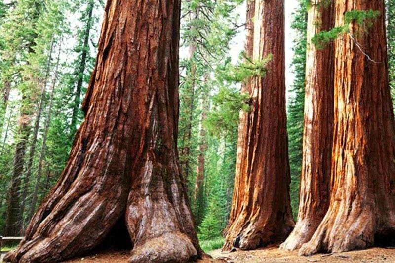Vliesová fototapeta Dimex Sequoia XL-518 | 330x220 cm