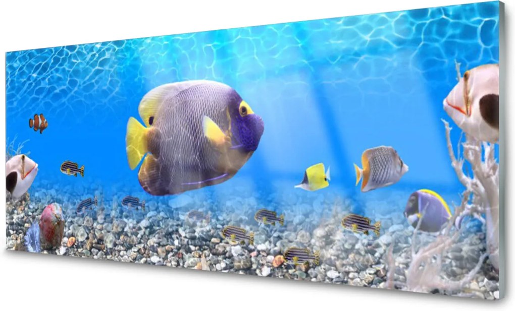 Obraz na skle Skleněný Ryba Příroda