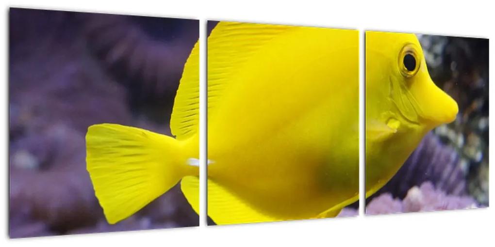 Obraz - žluté ryby