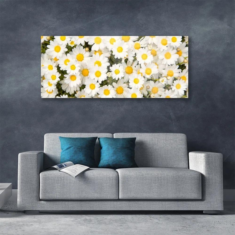 Plexisklo-obraz Sedmikrásky Květiny 125x50 cm