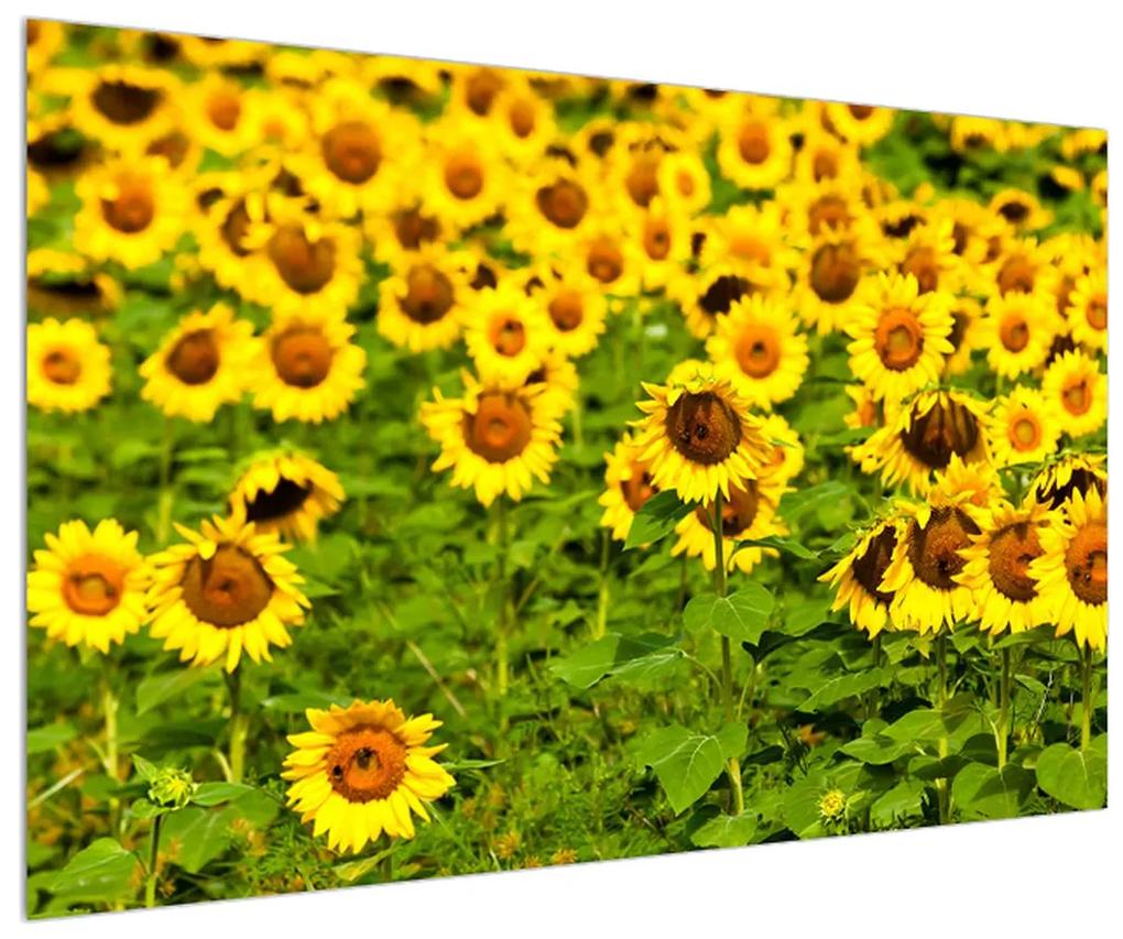 Obraz slunečnicového pole (120x80 cm)
