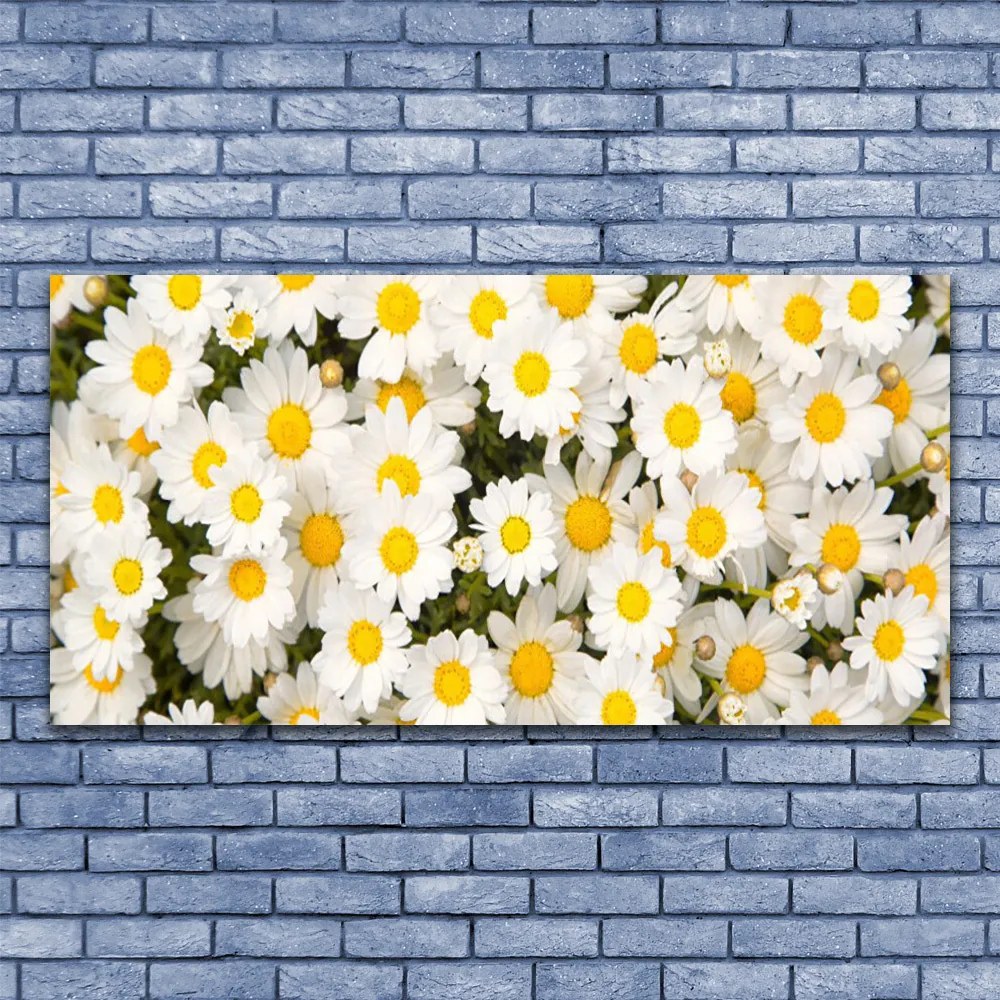 Plexisklo-obraz Sedmikrásky Květiny 120x60 cm