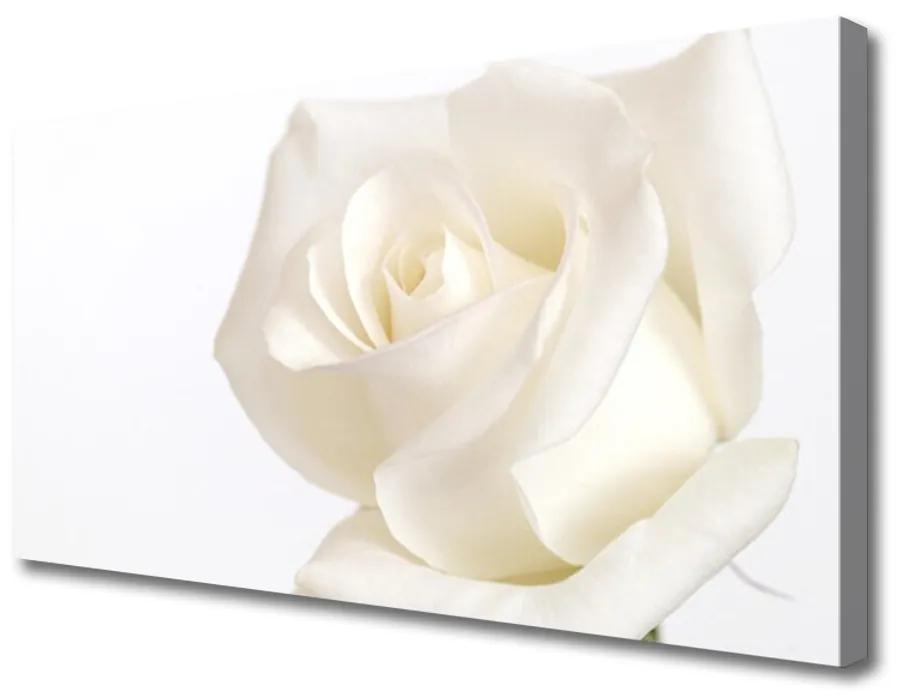 Obraz na plátně Růže Květiny 125x50 cm