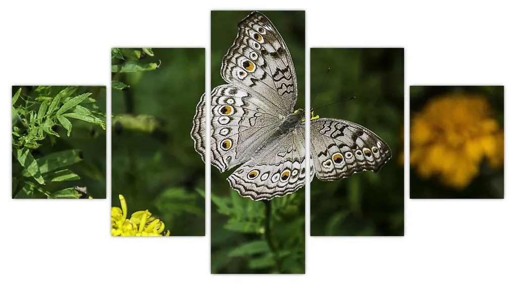 Obraz - bílý motýl (125x70 cm)