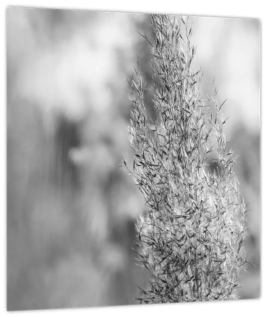 Obraz - Boho pampas grass (30x30 cm)