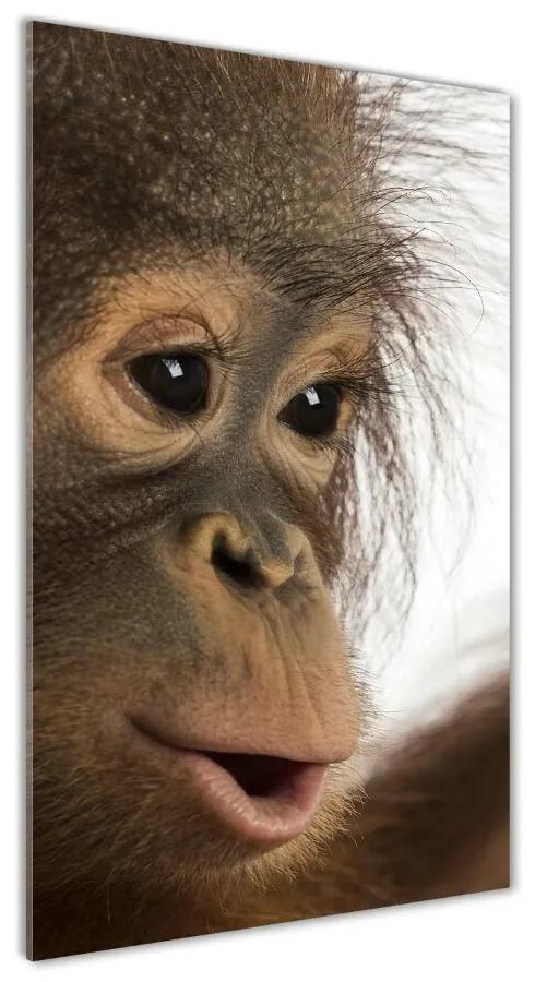 Wallmuralia Vertikální Fotoobraz na skle Mladý orangutan 50x100