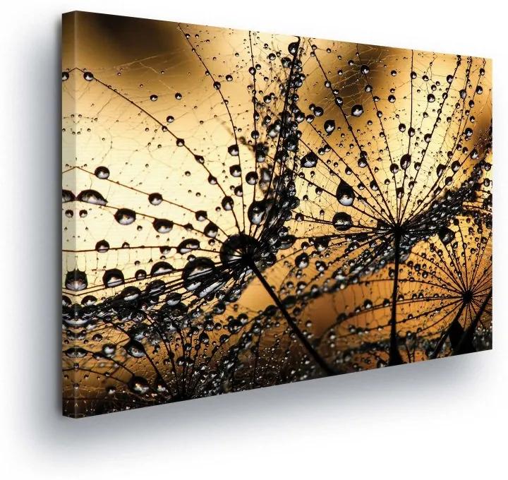 GLIX Obraz na plátně - Orosené Květy Pampelišek 100x75 cm