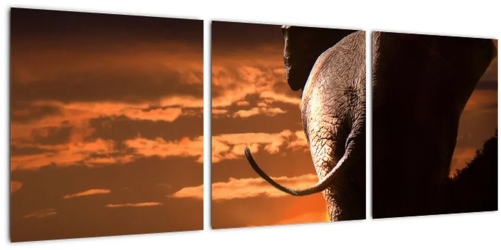 Obraz slona (90x30 cm), 40 dalších rozměrů