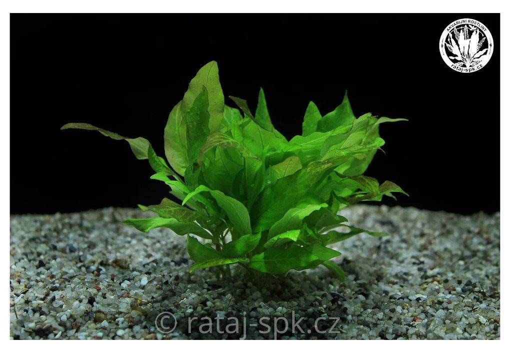Hygrophila corymbosa mini
