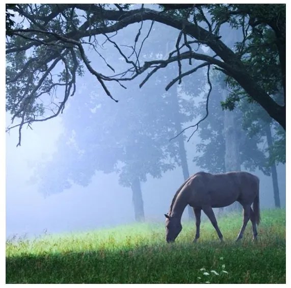 Obraz koně v přírodě (30x30 cm), 40 dalších rozměrů