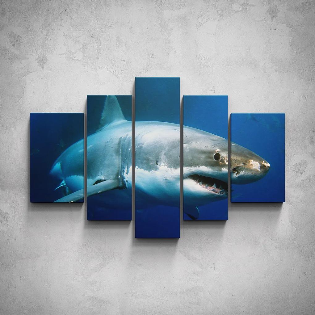 5-dílný obraz - Žralok - PopyDesign