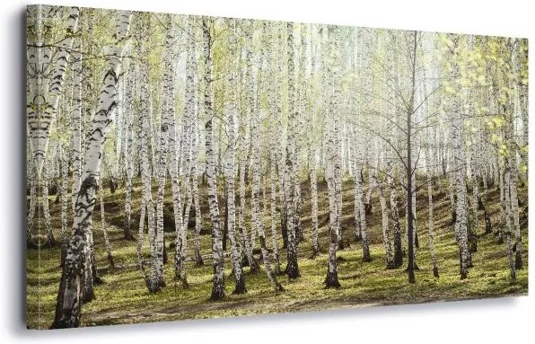 GLIX Obraz na plátně - Birch Forest 60x40 cm