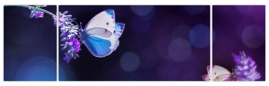 Obraz - Motýli na levanduli (170x50 cm)