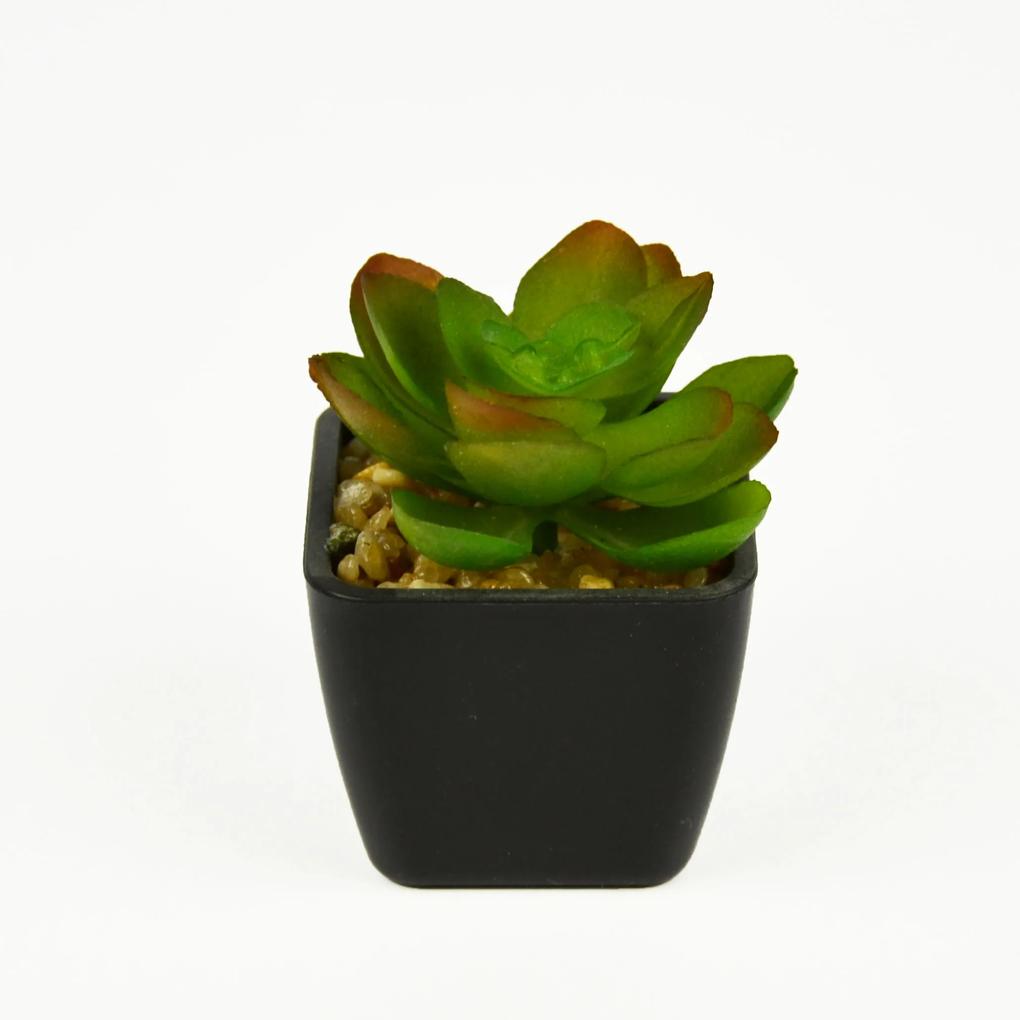 Sukulent mini v květináči - zelená květina 7cm