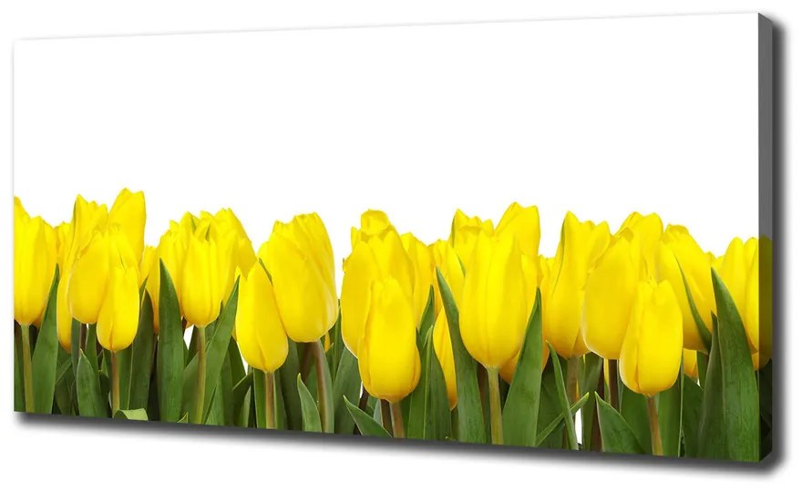 Wallmuralia Foto obraz na plátně Žluté tulipány 140x70 cm