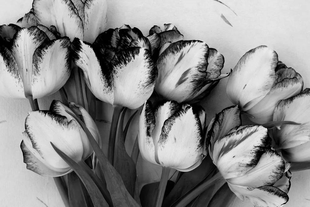 Obraz jarní tulipány v černobílém provedení Varianta: 60x40