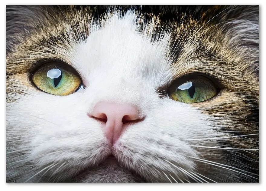 Wallmuralia Fotoobraz na skle Zelené kočičí oči 100x70 cm