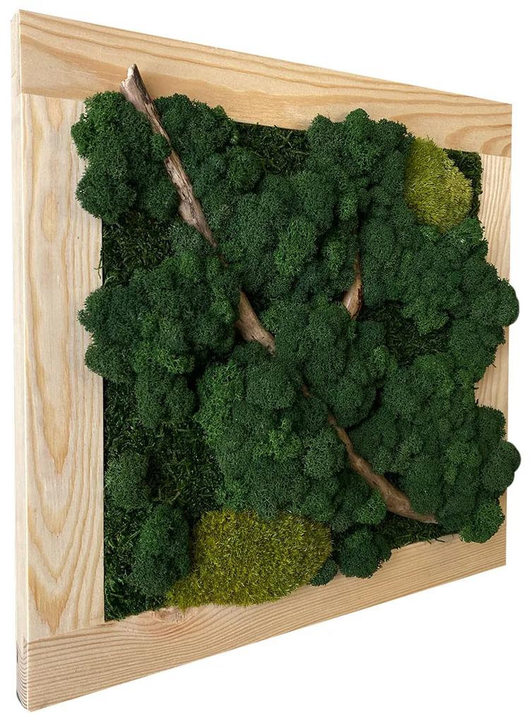 WOODILO Mechový obraz Borovice| sobí, kopečkový, plochý mech + dřevina Rozměr obrazu: 100x100 cm, Barva rámu: Přírodní (světlé dřevo), Síla rámu (pohledová): 4,5 cm