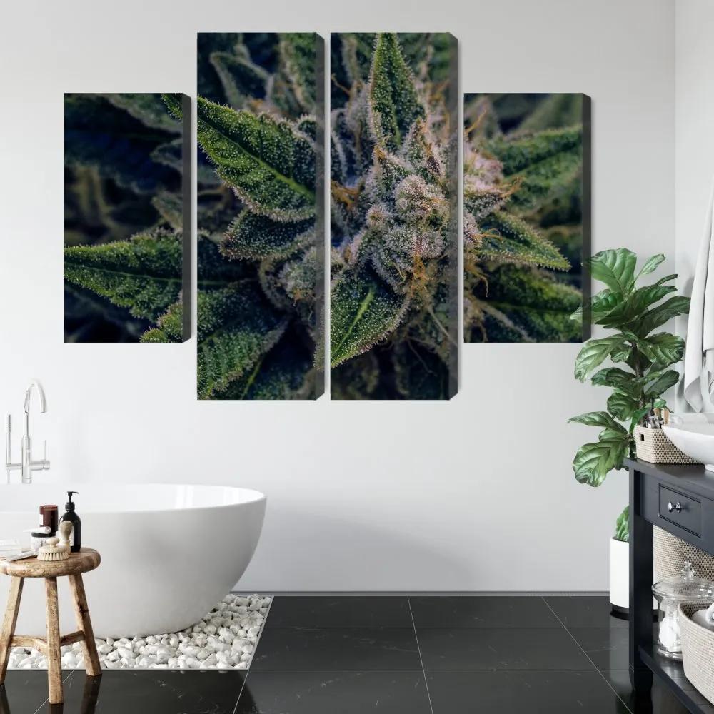 Vícedílný obraz Rostlina Konopí Zblízka Nedostatek Nedostatek Přírodní plátno 200x150