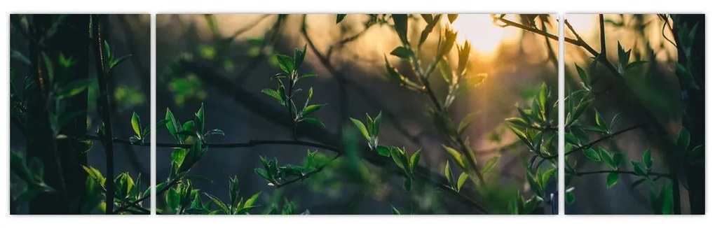 Obraz prosvítajícího slunce skrz větvičky stromů (170x50 cm)