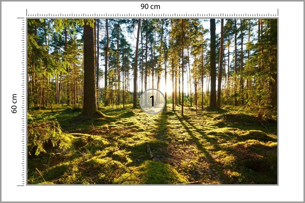 Fototapeta Lesní Západ Slunce Hladký vinyl 104x70.5