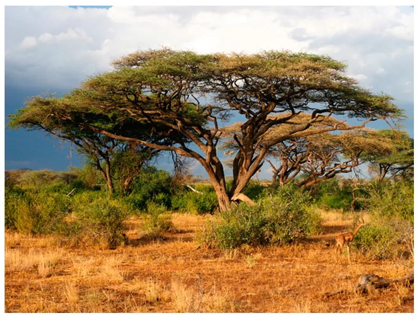 Fototapeta - Národní rezervace Samburu, Keňa 200x154 + zdarma lepidlo