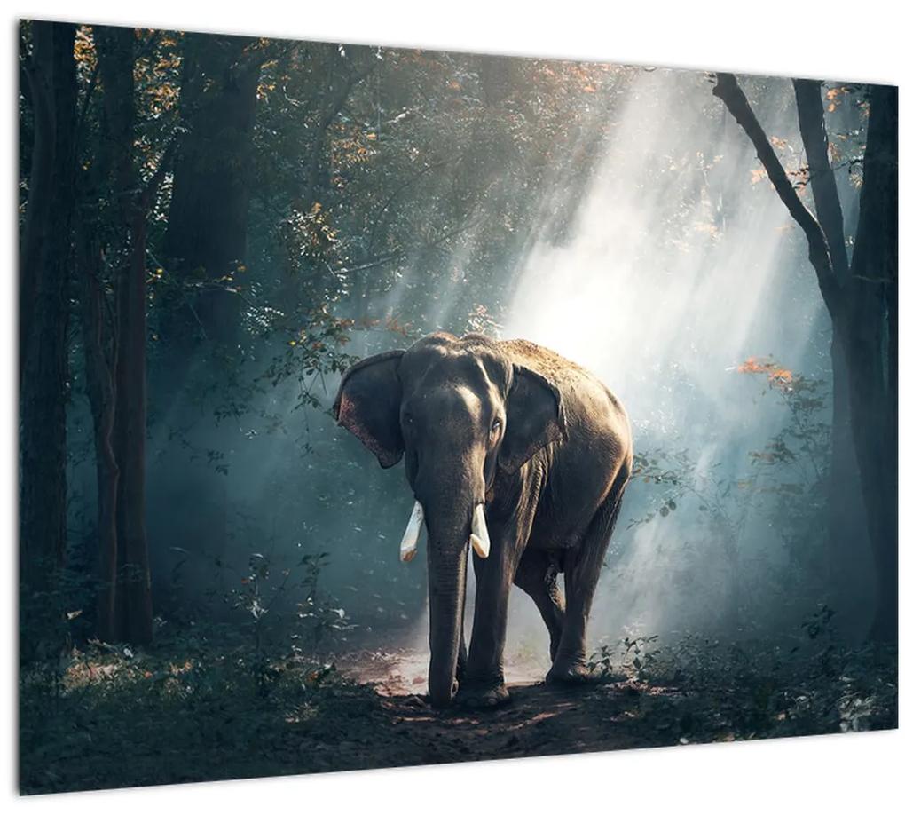 Skleněný obraz slona v džungli (70x50 cm)