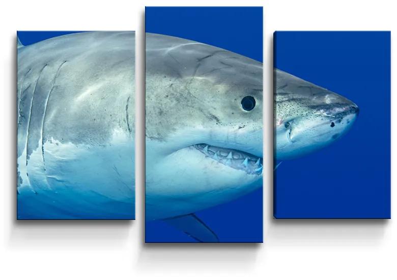 Sablio Obraz - 3-dílný Žralok - 75x50 cm