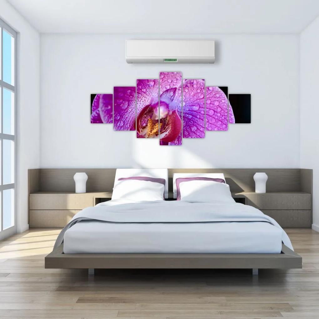 Detailní obraz květu orchideje (210x100 cm)