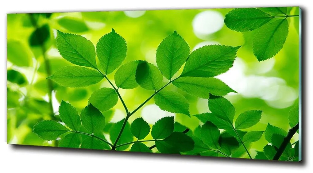 Foto obraz sklo tvrzené Zelené listí