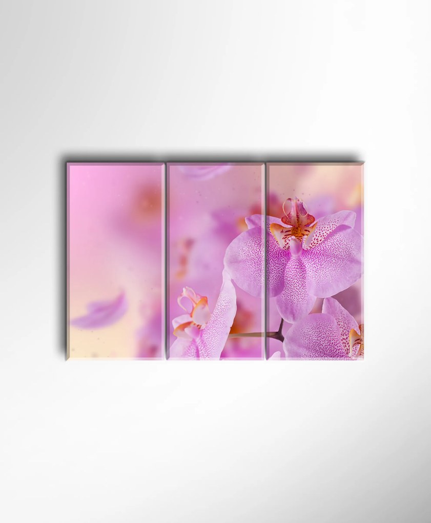 Malvis ® Obraz rozkvetlá orchidej ROZMĚR (šířka x výška): jednodílný obdélník 60x40 cm