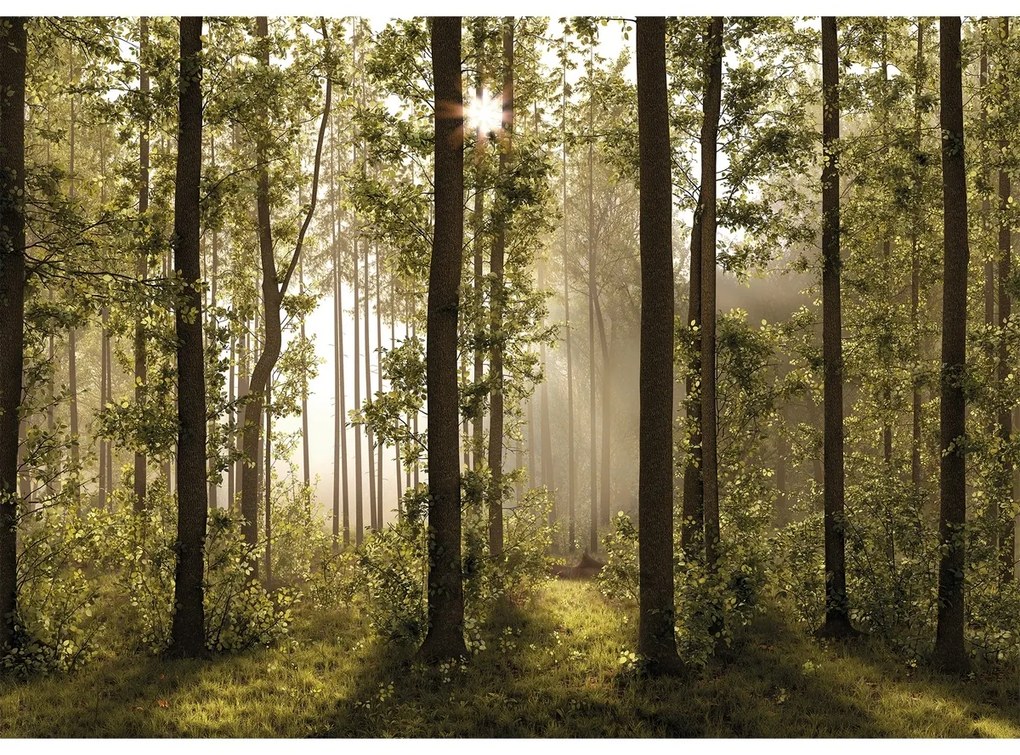 Fototapeta XXL Forest 360 x 254 cm, 4 díly