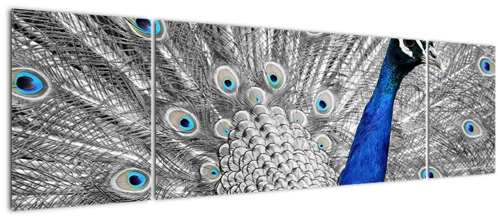 Obraz - modrý páv (170x50 cm), 40 dalších rozměrů
