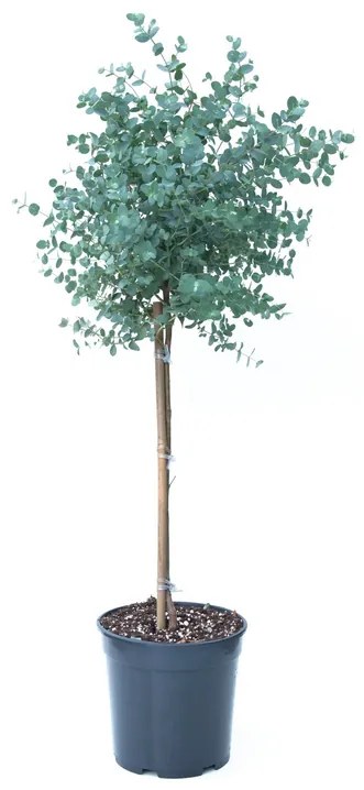 Eukalyptus gunnii 'Azura' 90 cm - Blahovičník