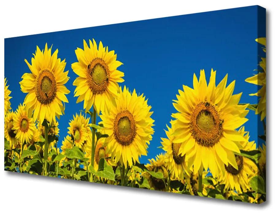 Obraz na plátně Slunečníce Rostlina 100x50 cm