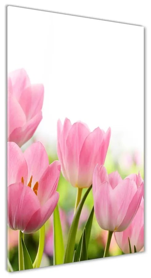 Wallmuralia Fotoobraz na skle Růžové tulipány 70x140 cm