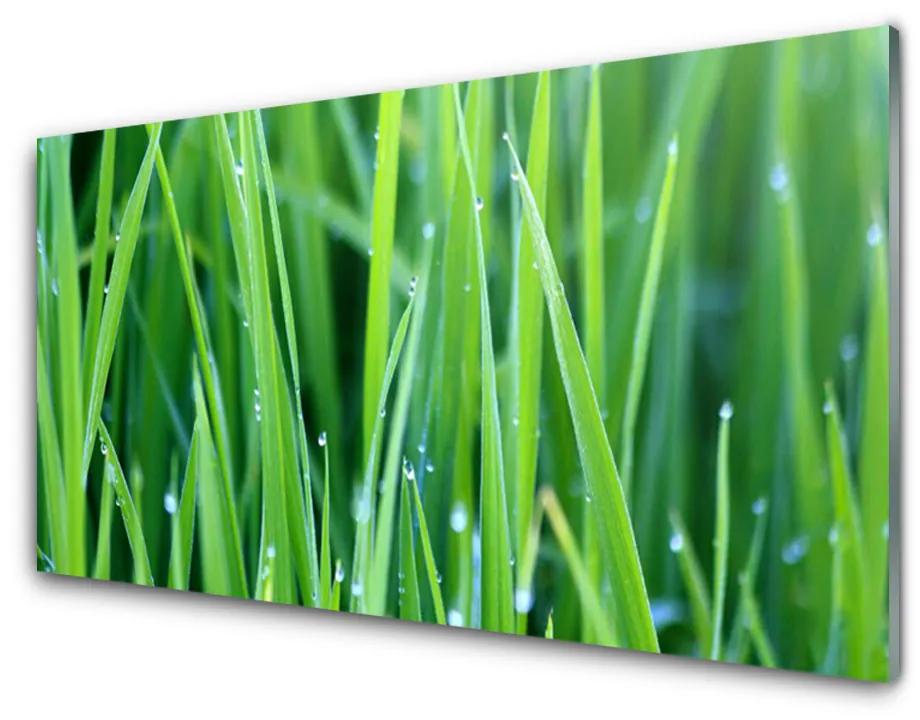 Obraz na skle Tráva Kapky Rostlina Příroda 100x50 cm