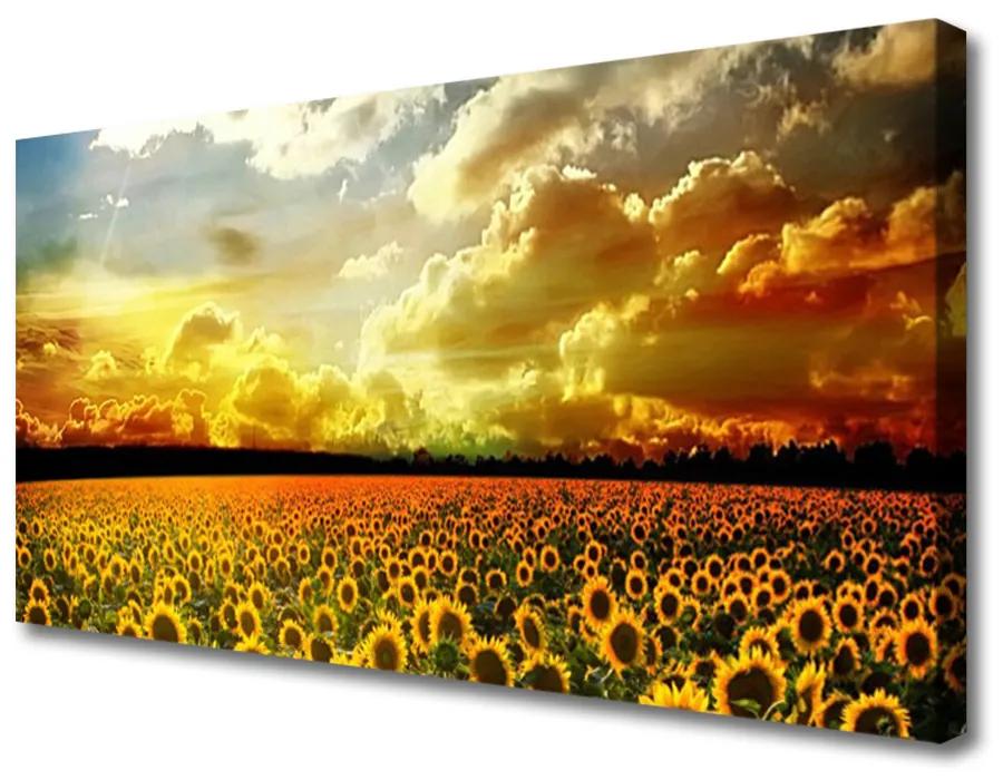 Obraz na plátně Pole Slunečnic Krajina 100x50 cm