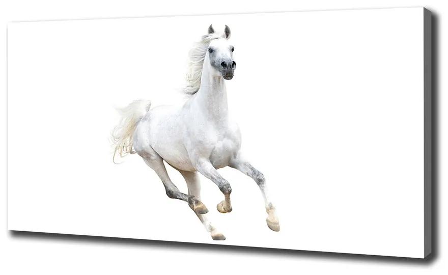 Wallmuralia Foto obraz na plátně Bílý arabský kůň 140x70 cm