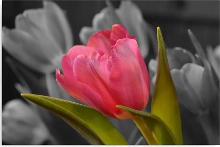 Obraz Horizontální Plátno Canvas Červený tulipán 50x40