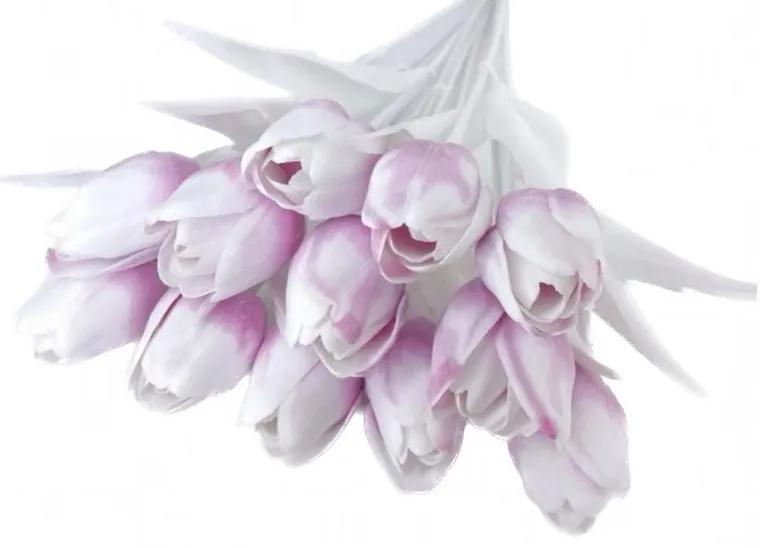 tulipán s bílým listem (6 ks) - fialovorůžová s bílou špičkou