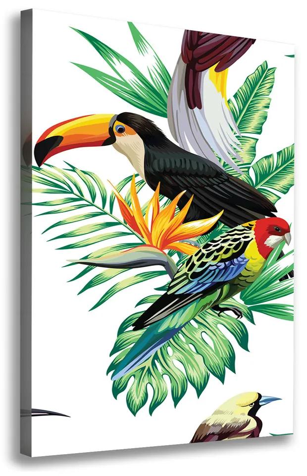 Wallmuralia Foto obraz na plátně Tropičtí ptáci 70x100 cm
