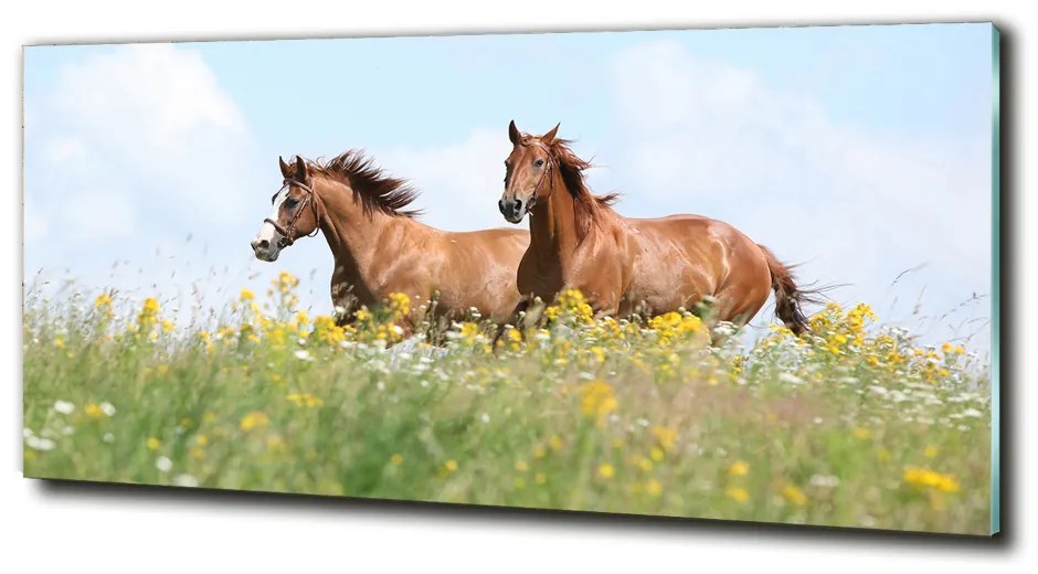 Wallmuralia Fotoobraz na skle Dva koně ve cvalu 125x50 cm