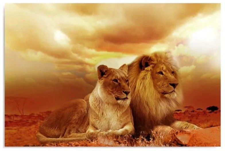 Obraz CARO - A Pair Of Lions 40x30 cm