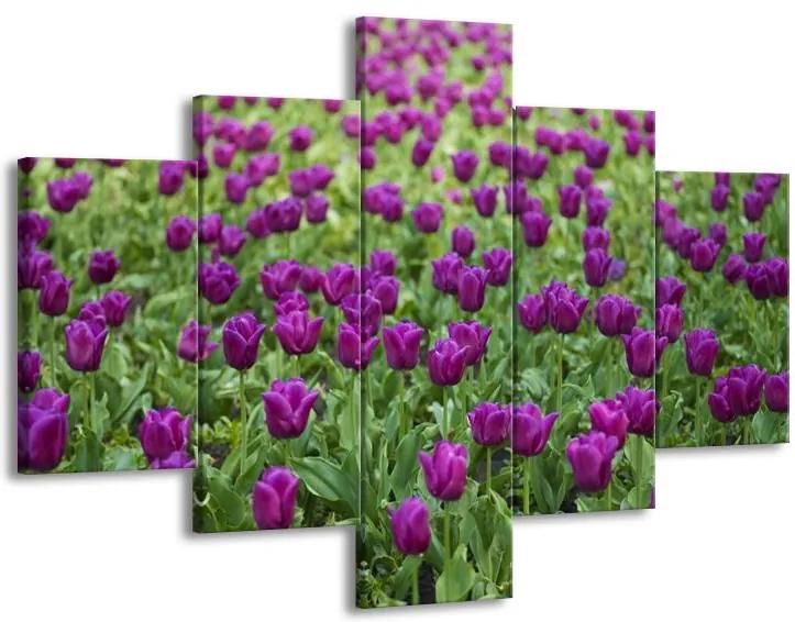 Krása fialových tulipánů 100x70 cm