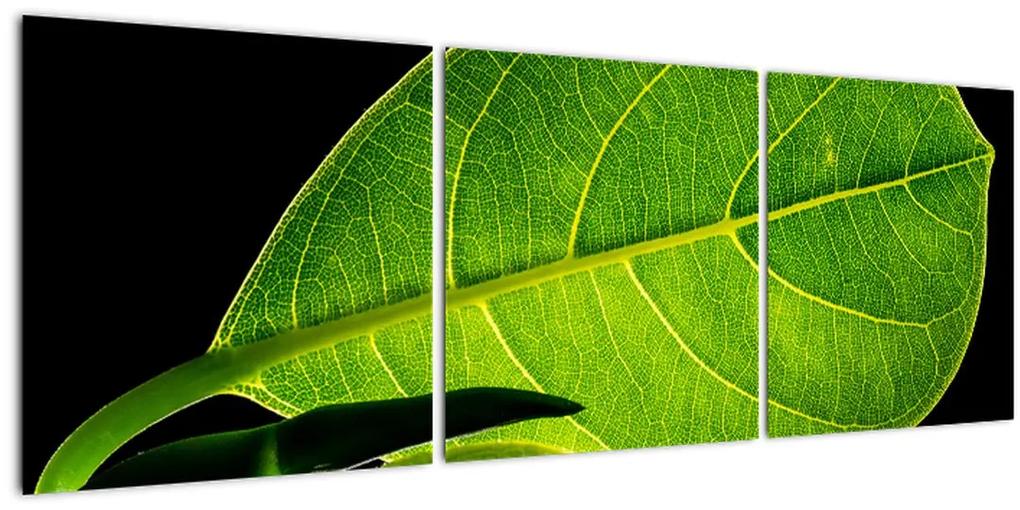 Obraz - zelený list (120x40 cm), 40 dalších rozměrů