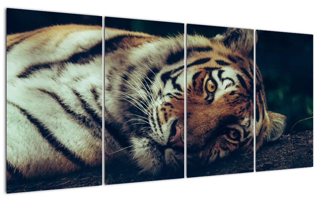 Obraz - Tygr Sibiřský (160x80 cm), 40 dalších rozměrů
