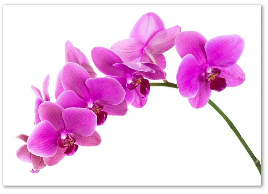 Wallmuralia Foto obraz akrylový Růžová orchidej 100x70